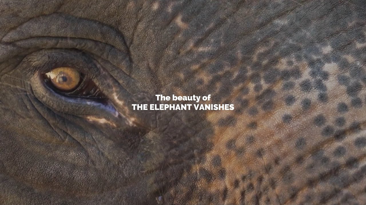 The Beauty of The Elephant Vanishes by Haruki Murakami - YouTube