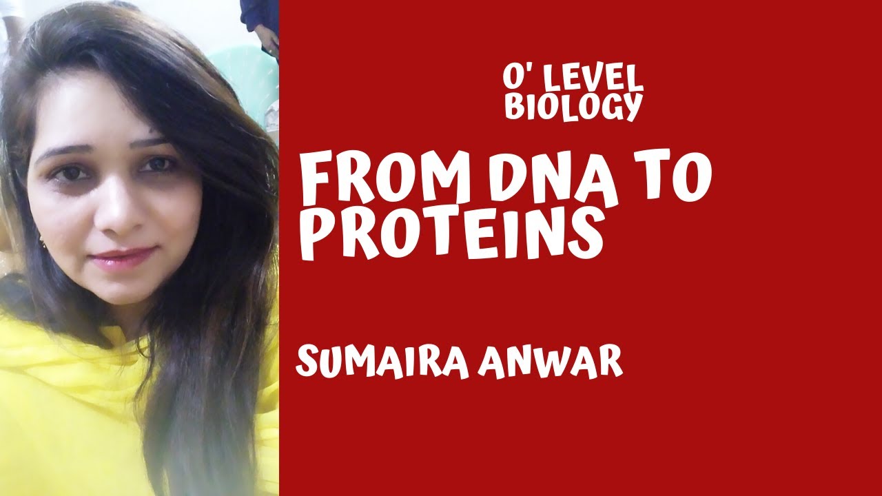 Lesson# 3 FROM DNA TO PROTEINS | O' Level Biology | Learn Biology With Sumaira Anwar - YouTube