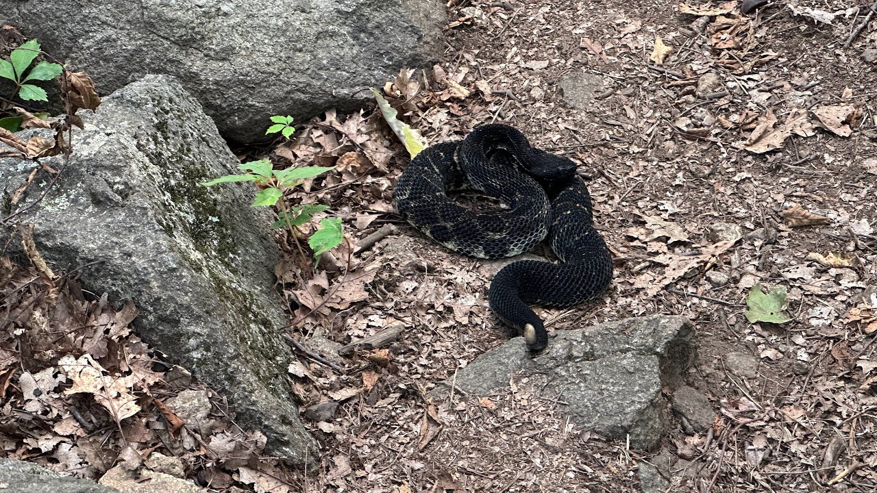 Day 53 Dripping Rock Overlook to VA Route 56 (SOBO) - YouTube