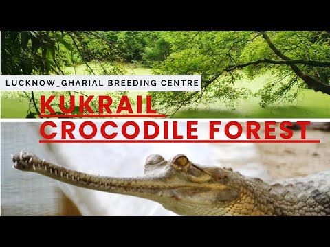 Kukrail Forest Lucknow Kukrail Picnic Spot Lucknow @SafarTimes - YouTube