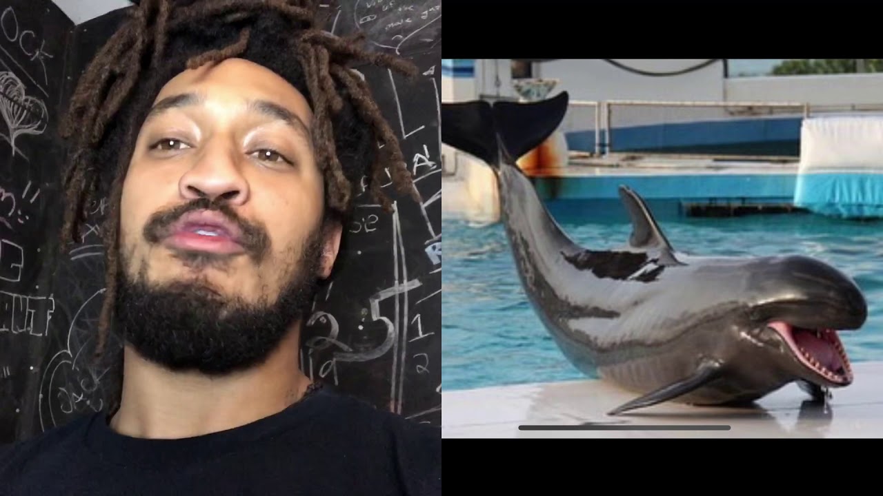 WHAT IS A “WHOLPHIN”?!🐬 - YouTube