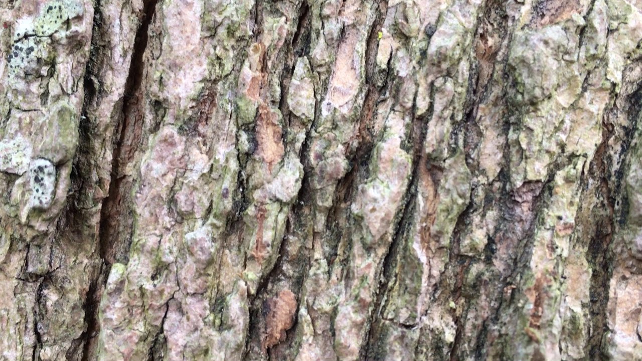 Indian bean tree (Catalpa bignonioides) - bark close up - July 2018 ...