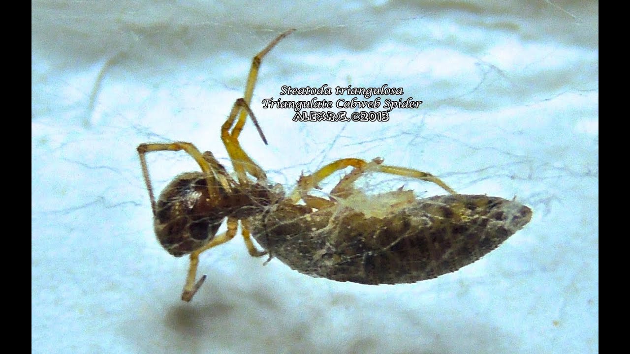 Steatoda triangulosa - Triangulate Cobweb Spider Feeding - YouTube