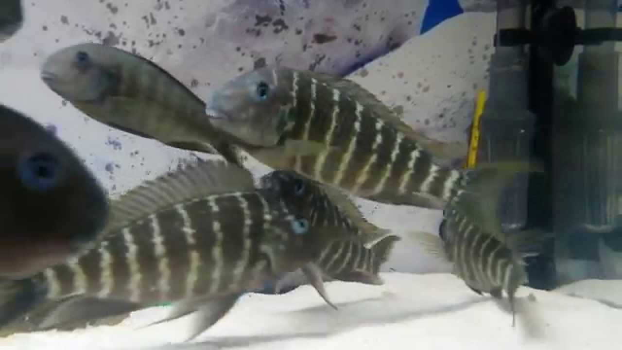 F0 Tropheus Annectens - YouTube