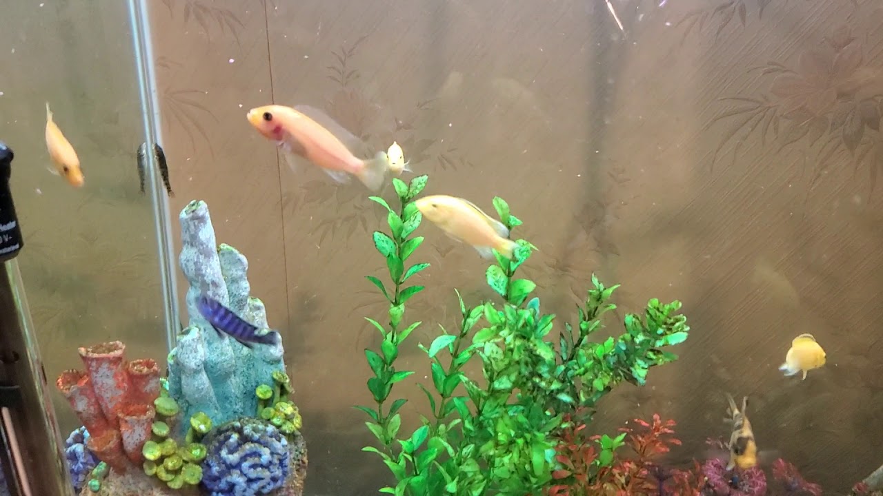 Baby Cichlids first ones January 3, 2021 - YouTube