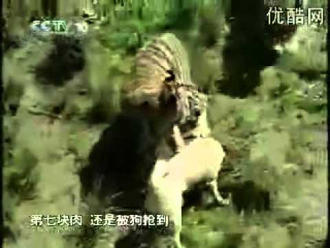 sivas kangal ve aslan dövüşü