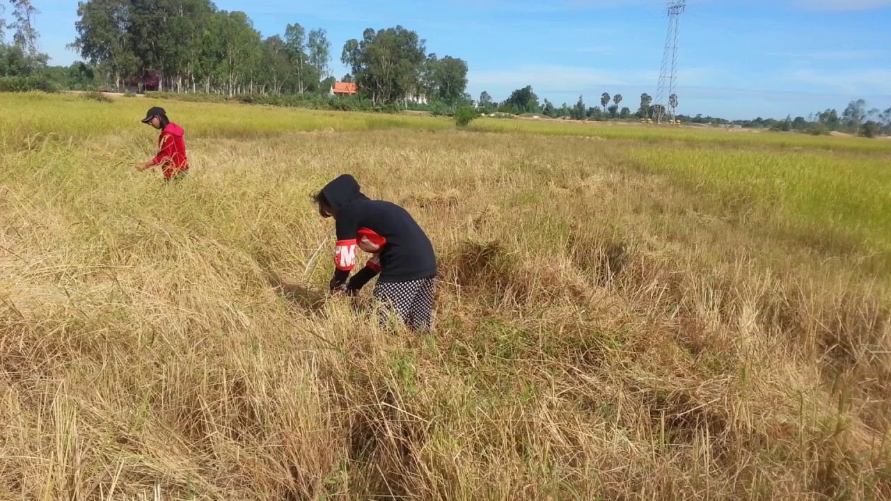 Rice harvest in Cambodia-Ripe rice field in Cambodia - YouTube