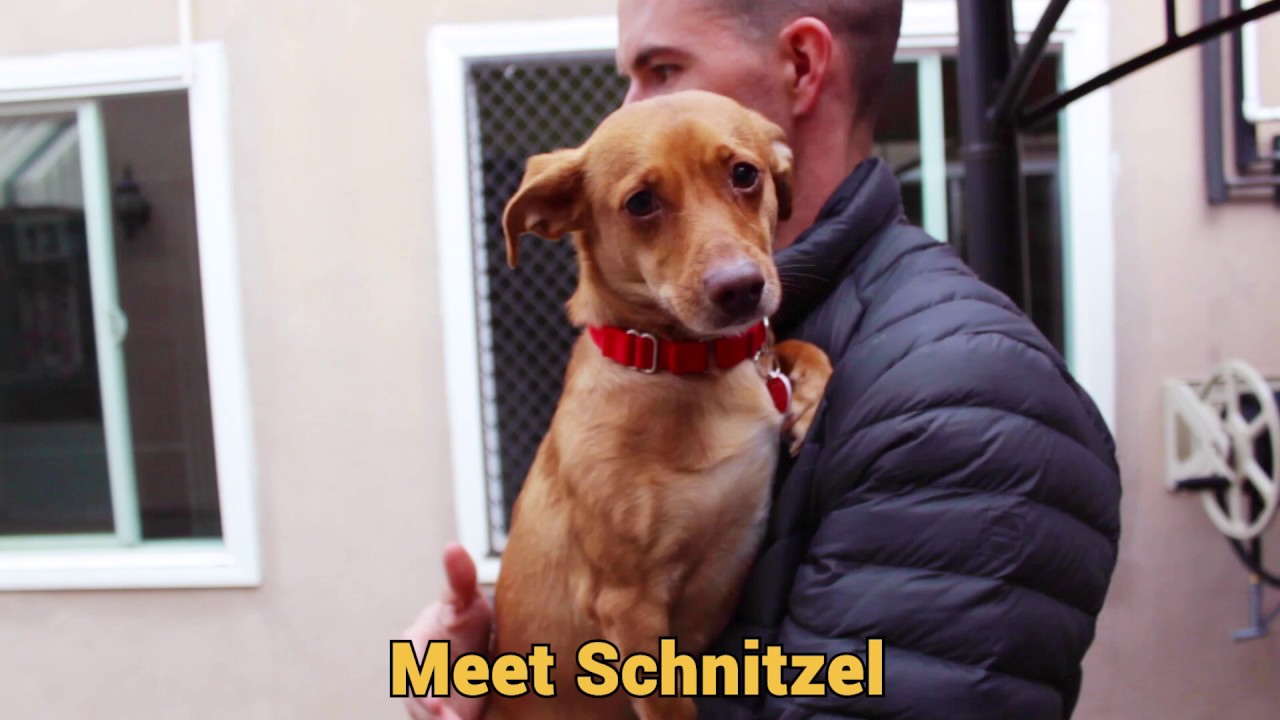 Meet Schnitzel - YouTube