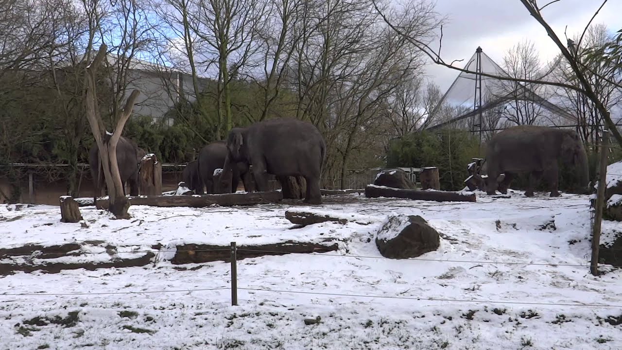Olifanten in de sneeuw - Elephants in the snow - YouTube