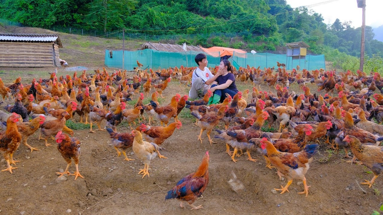 Sang Vy Pick up stones to build stairs to Chicken Farm, harvest ripe ...