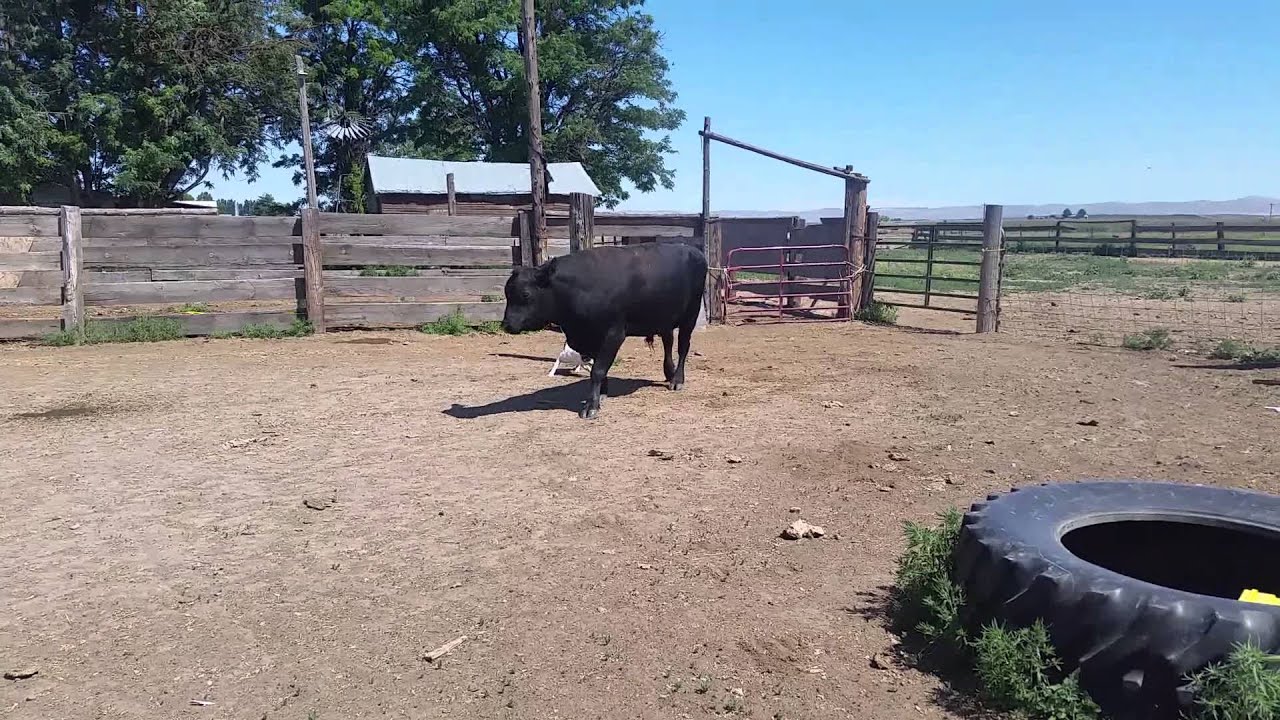 Loading a Bull with Spice - YouTube