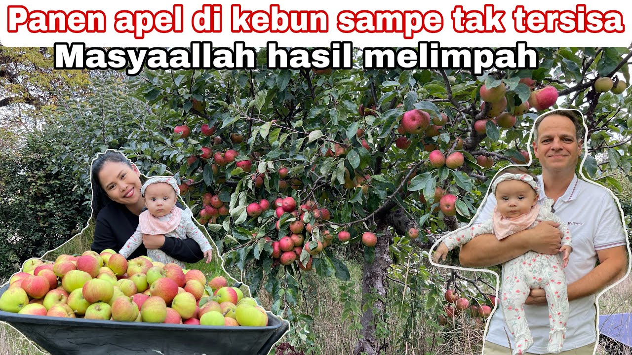 PANEN APEL 1 POHON SAMPE TAK TERSISA || MASYAALLAH HASIL MELIMPAH RUAH ...