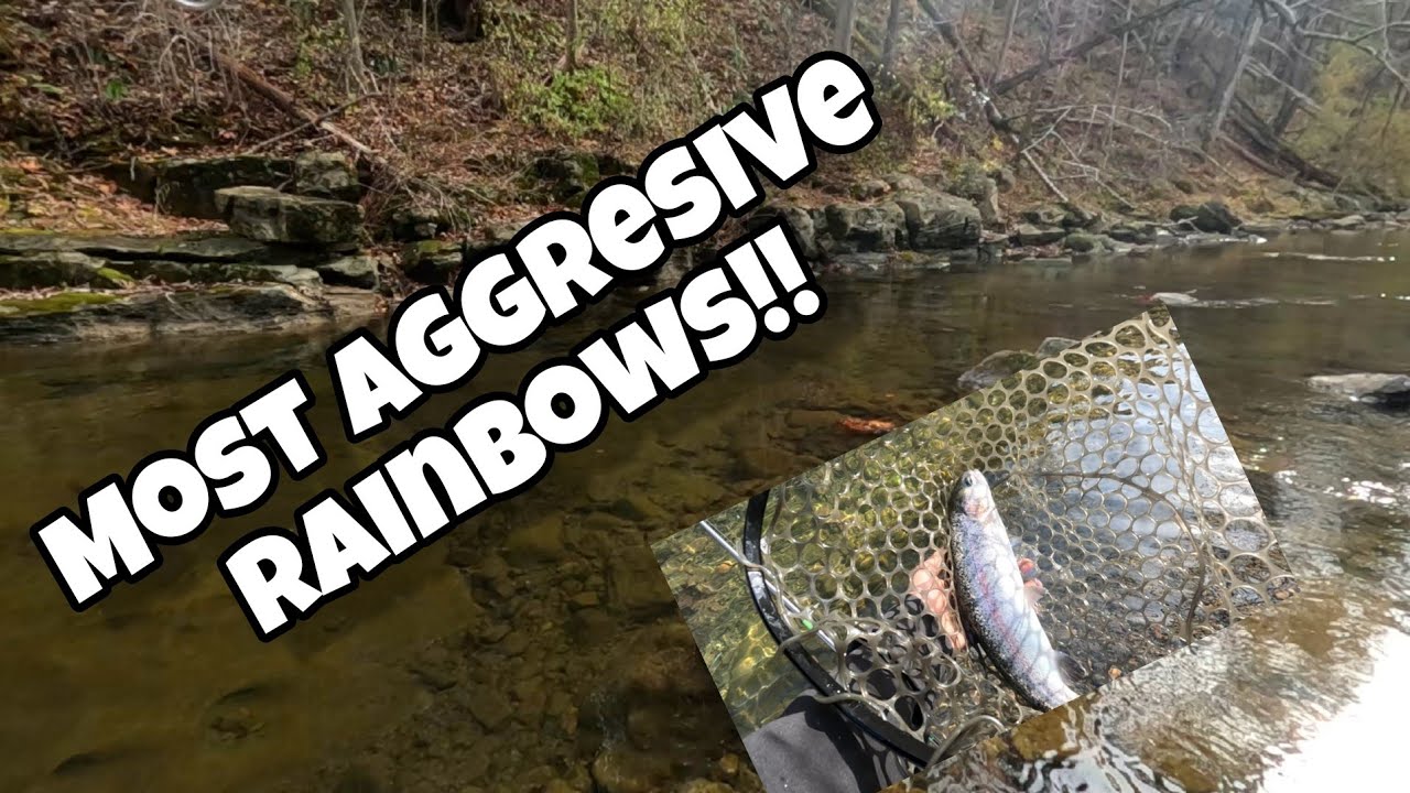 Fishing For the Most Stupid Trout I've Ever Fished for... I Was Shocked ...