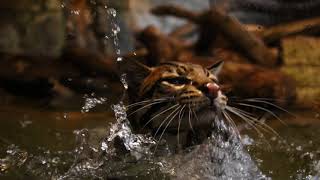 Ocelot Swimming