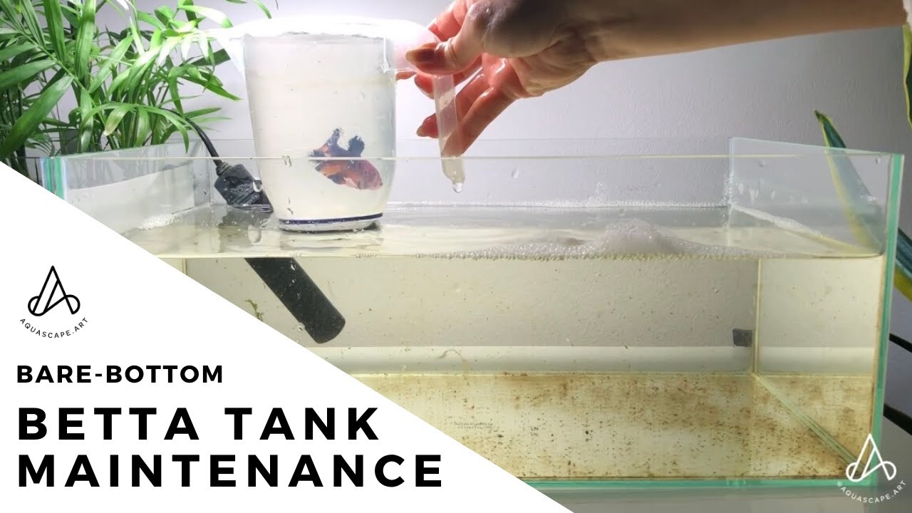 Betta Tank Maintenance: minimalistic bare-bottom aquarium setup, no ...