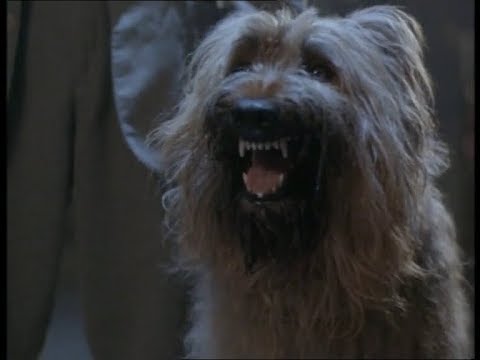 Chuck Norris Top Dog
