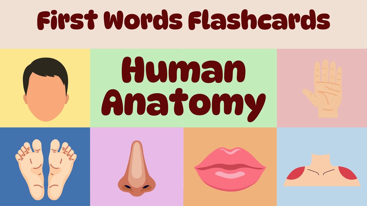 Flashcards for Kids | Human Anatomy Body Parts | Learn First Words with ...