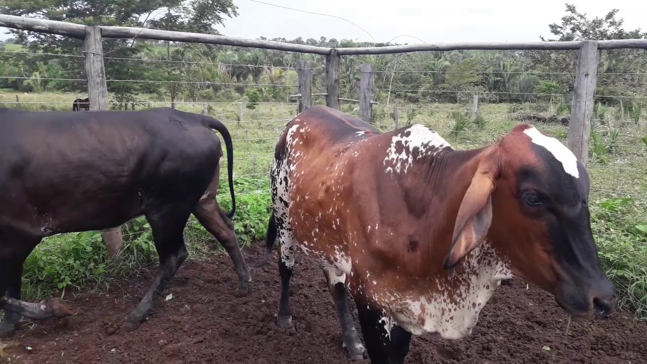 O abate das novilhas e a base do peso - YouTube