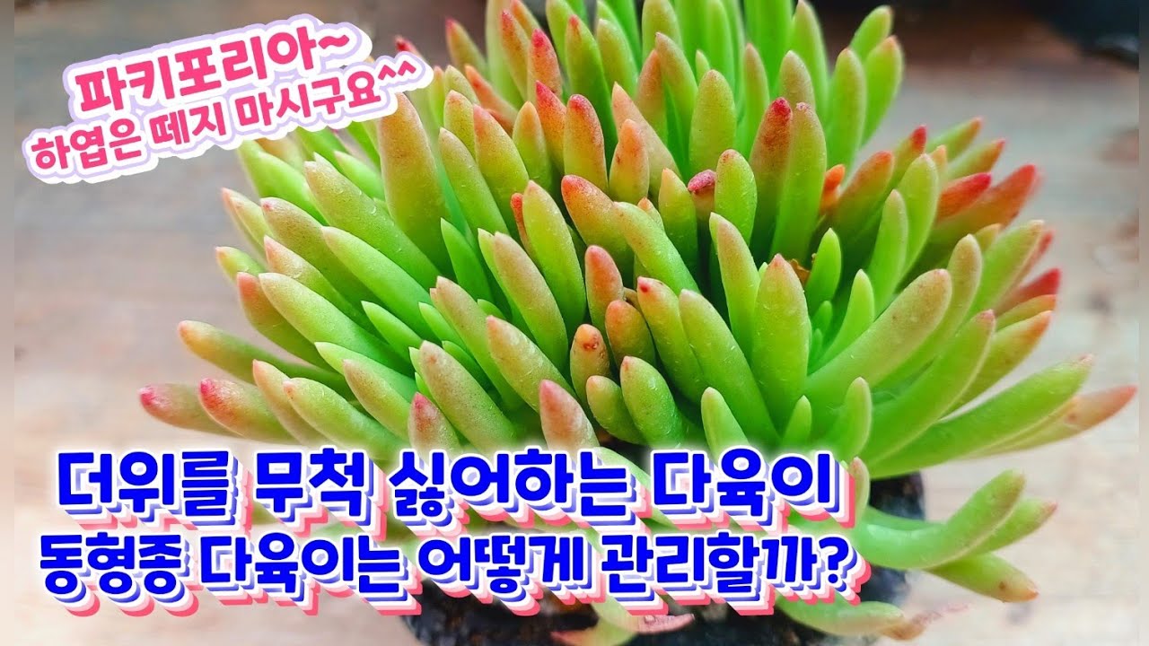 더위를 무척 싫어하는 다육이 동형종 다육이는 어떻게 관리할까 파키포리아화이트그리니 등등 Youtube