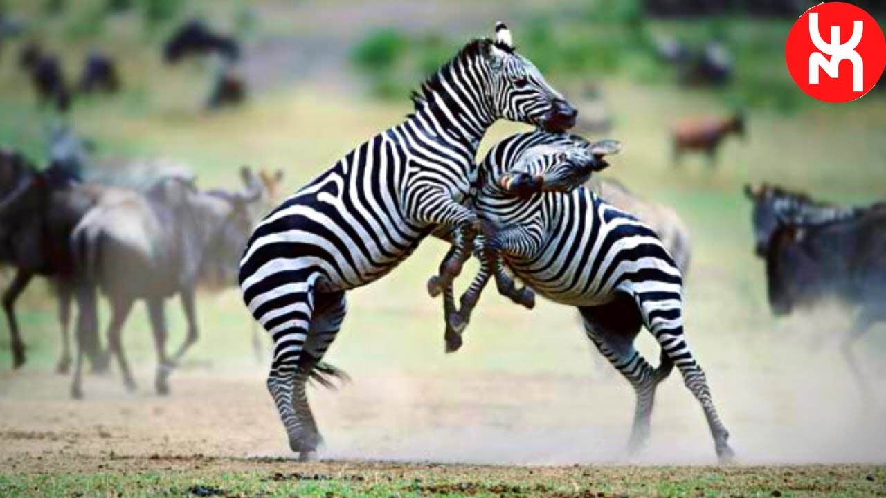 ACASALAMENTO - REPRODUÇÃO DE ZEBRA NA ÁFRICA - YouTube