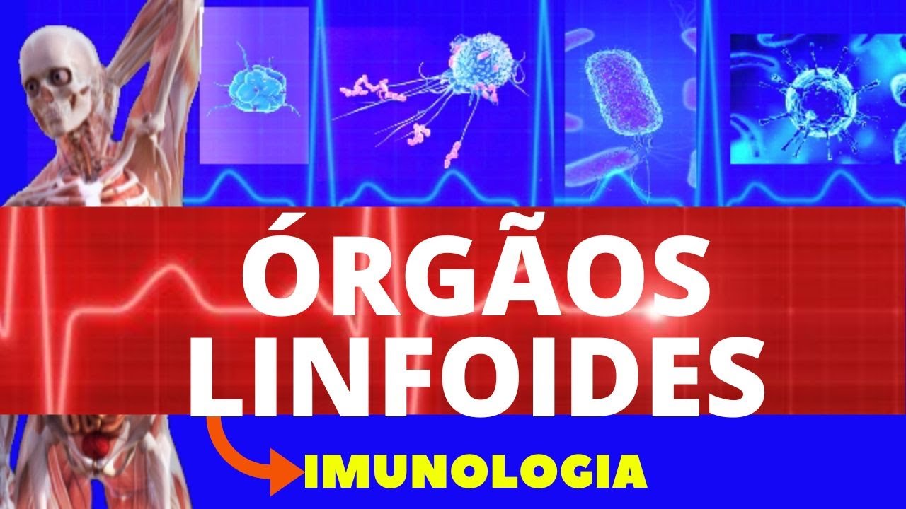 ÓRGÃOS LINFOIDES (ENSINO SUPERIOR) - SISTEMA LINFÁTICO - IMUNOLOGIA ...