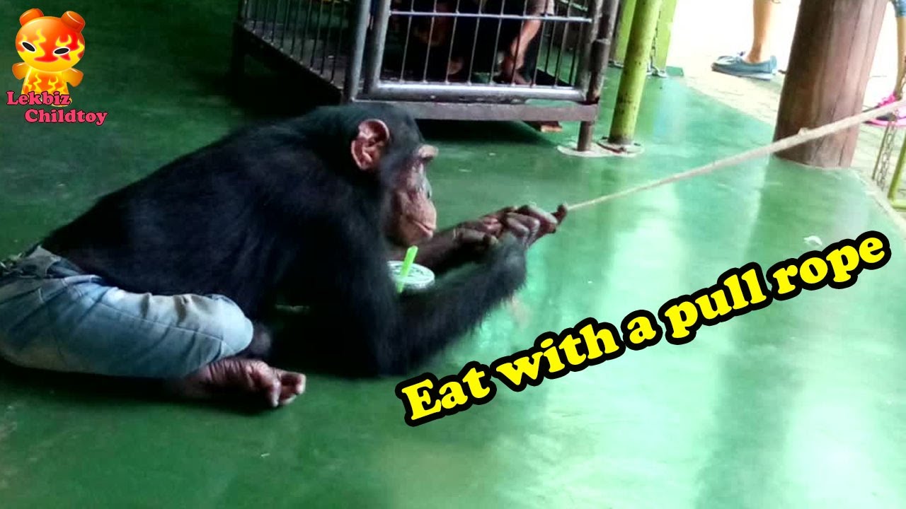 Chimpanzee eat with a pull rope - YouTube