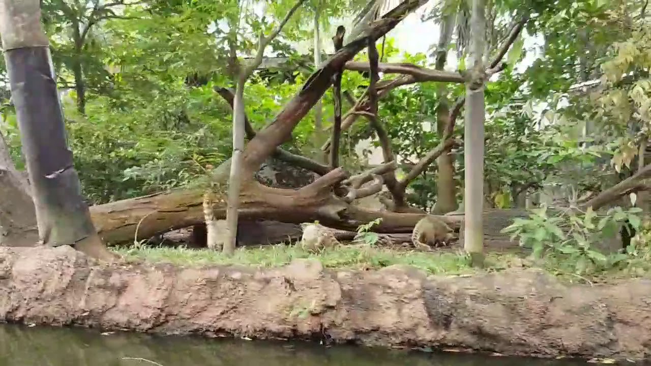 Amazon River Safari @Singapore zoo - YouTube