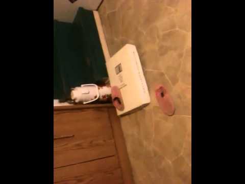 Kitten playing with box