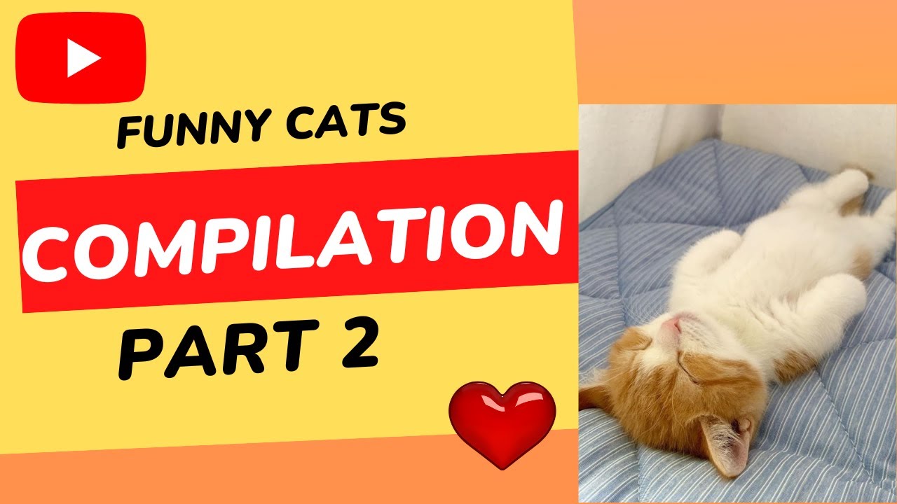 FUNNY CATS COMPILATION - PART 2 - YouTube