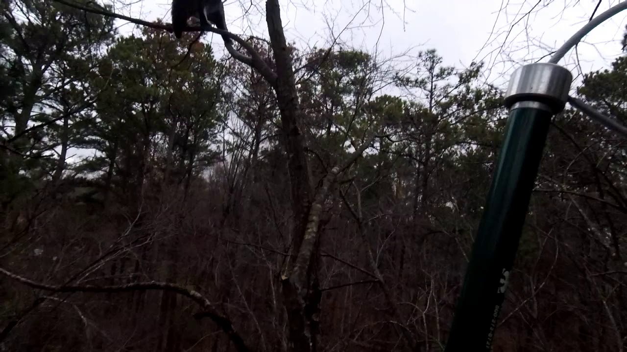 Cat Rescue #304 Frightening Cat Rescue in Mapleton, GA - YouTube