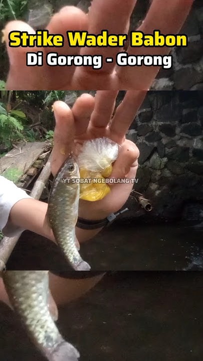 Mancing Di Gorong - Gorong Jadi Sarang nya Ikan Wader Babon #shorts - YouTube