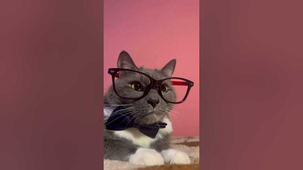 ЕСЛИ БЫ КОТИКИ ХОДИЛИ В ШКОЛУ ШПАРГАЛКА Youtube