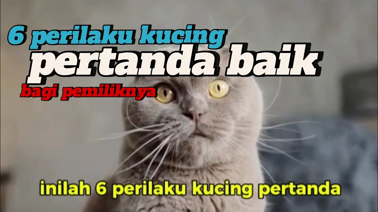 6 PERILAKU KUCING PERTANDA BAIK BAGI PEMILIKNYA #cat #cute #kitten # ...