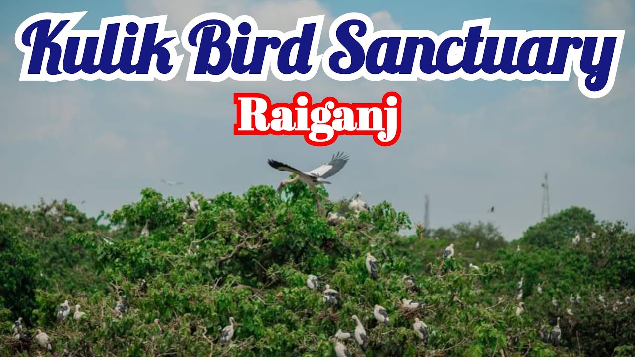 Kulik Bird slSanctuary rlRaiganj । Kulik Forest । Raiganj Kulik ...