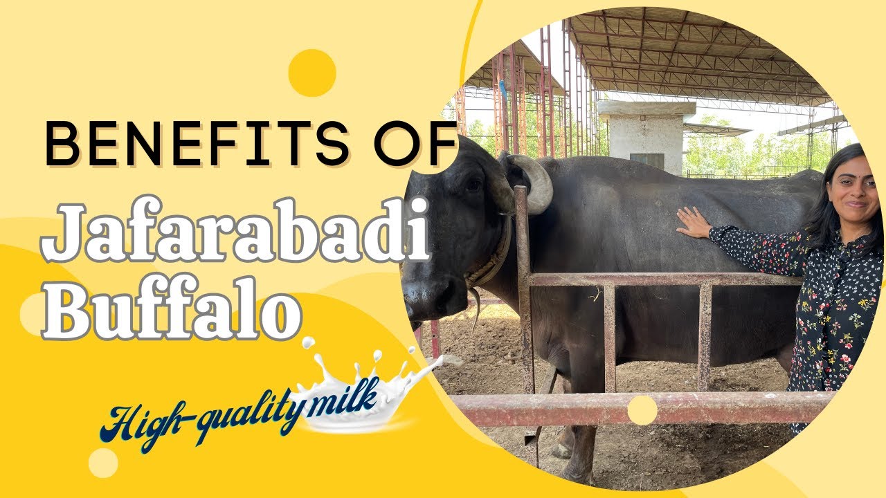Discover the Majestic Jafarabadi Buffalo: Unveiling the Secrets of Milk ...