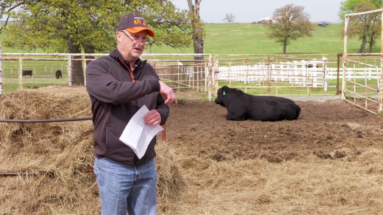 Expected progeny differences in cattle - YouTube