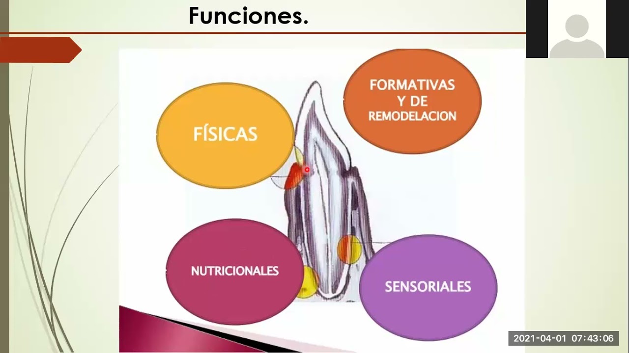 ANATOMIA APLICADA DEL PERIODONTO - YouTube