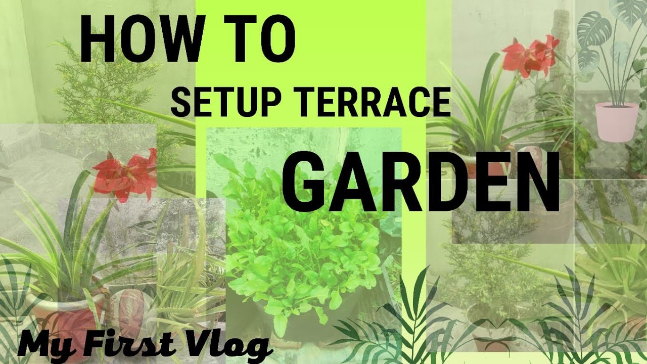 How to Setup a Terrace Garden | My First Vlog | Plants and Vegetables ...