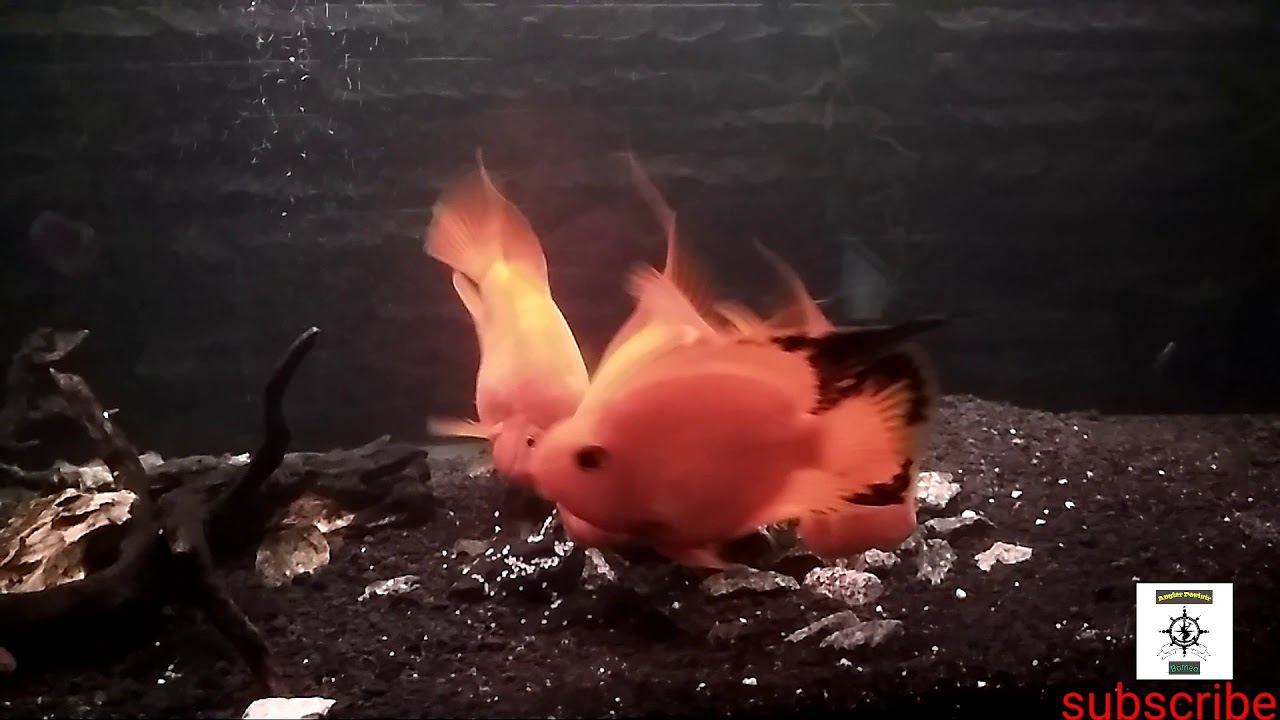 Ikan Parrot merah super besar - YouTube