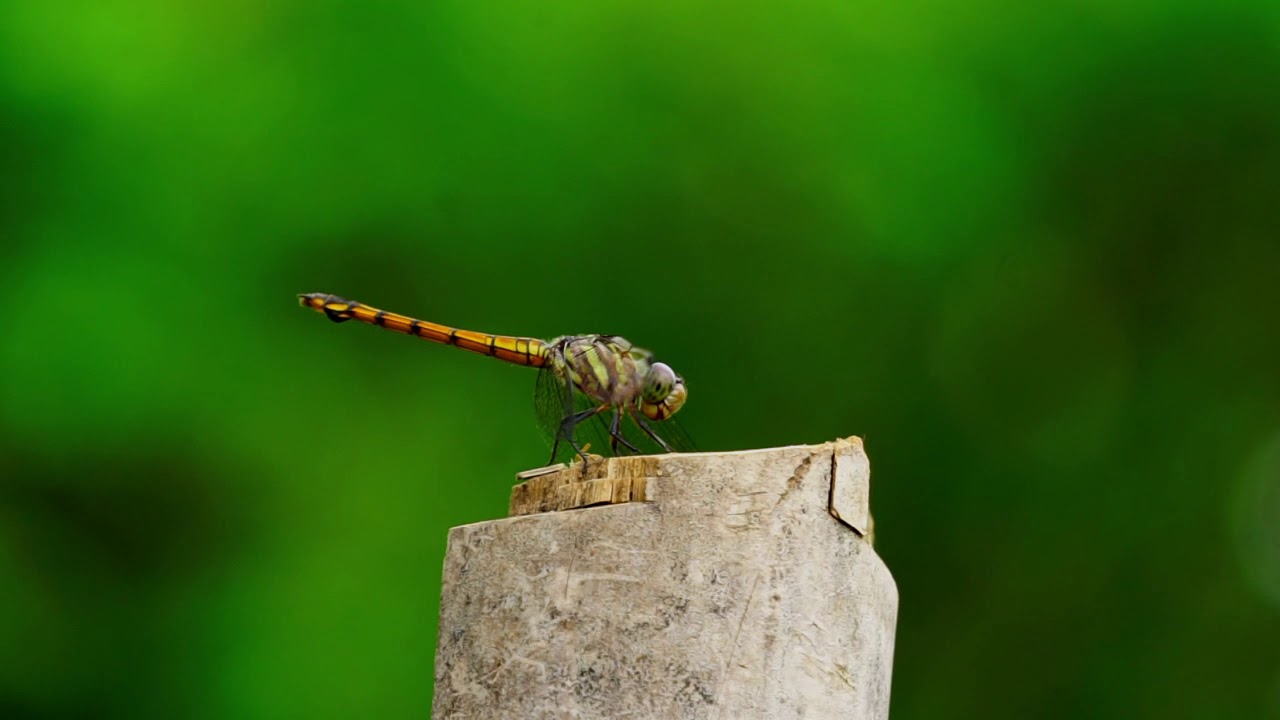 Thattan is sitting #Sony E 55 -210mm F4.5-6.3 OSS E-Mount #Iyakainesan ...