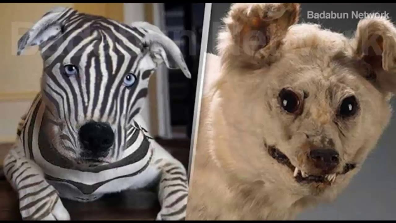 Top 13 razas de perros ya extintos (el numero 8 comía humanos) - YouTube