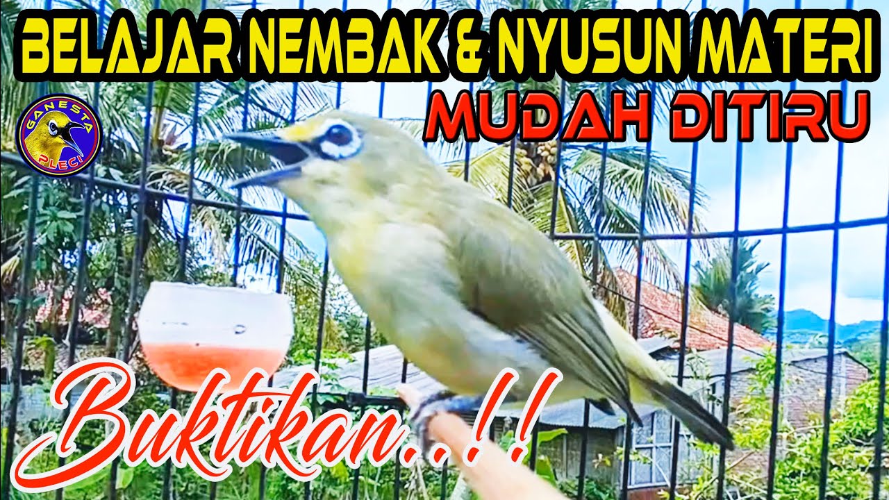 Pleci Gacor nembak nyusun Materi cocok buat Terapi dan Pancingan Pleci agar cepat Gacor Isian ...