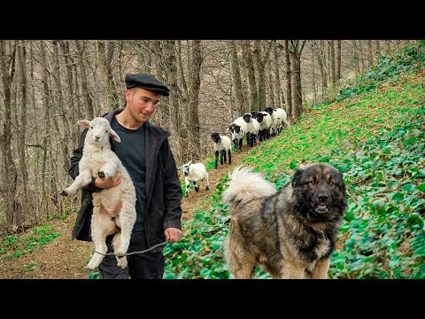 Kuzularla Kışlaya Göç Yolculuğu┃Belgesel