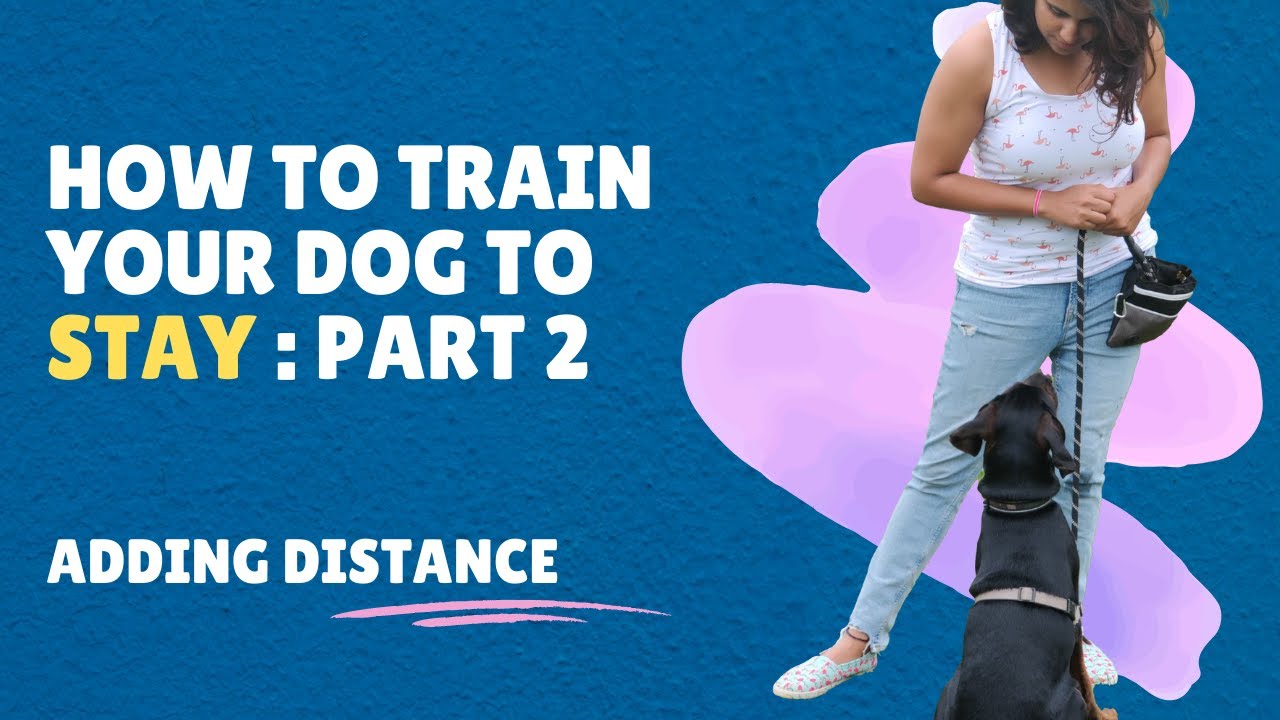 HOW TO teach a dog to Stay - Part 2 (Adding Distance to Stay ...