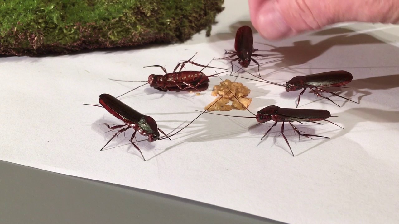 Realistic life size Cockroach replicas for film industry props - YouTube