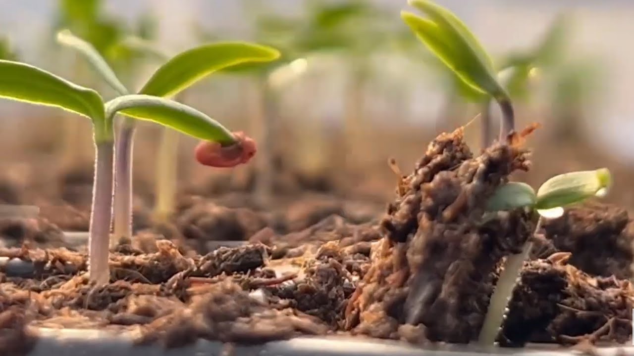 GERMINARE ARDEI-FACTORI INFLUENȚATORI - YouTube