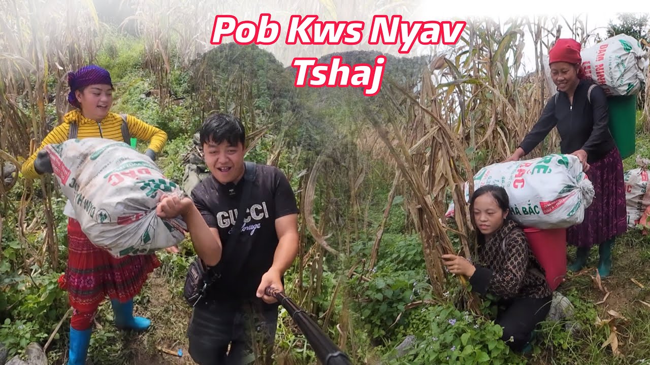 Hmoob Lub Neej Toj Siab Sib Twv Pau Zog Ntais Pob Kws Noj Mov Kuam ...