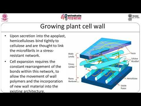M-06. Plant cell expansion and cell elongation - YouTube