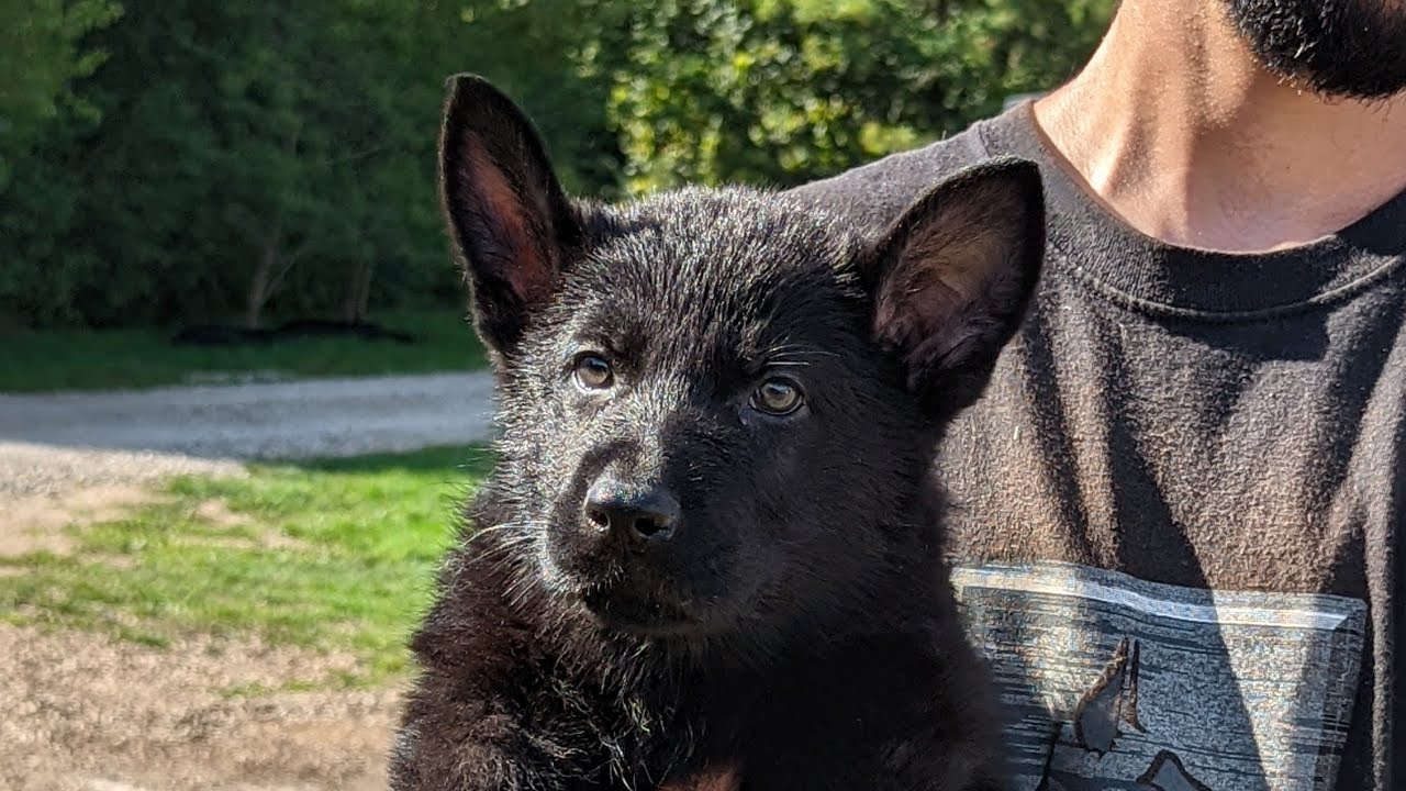 Lets Talk Dogs 🐕‍🦺 - YouTube