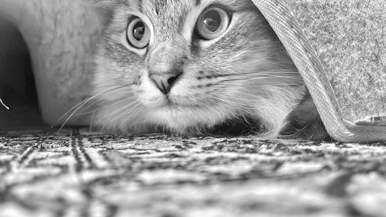 Siberian cat in hunt mode - YouTube